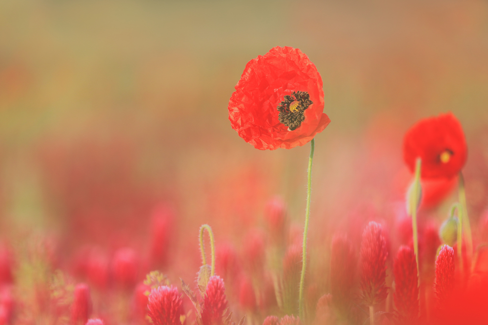 Overcoming Tall Poppy Syndrome - Idealog