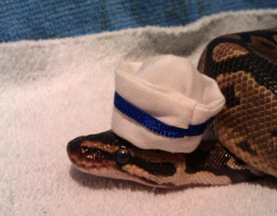 Friday Friv: Snakes in hats - Idealog